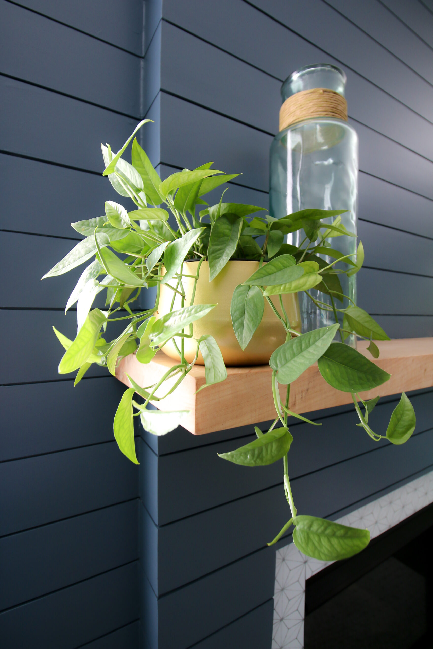 Monstera Siltepecana vs Cebu Blue Pothos: which plant is right for you ...