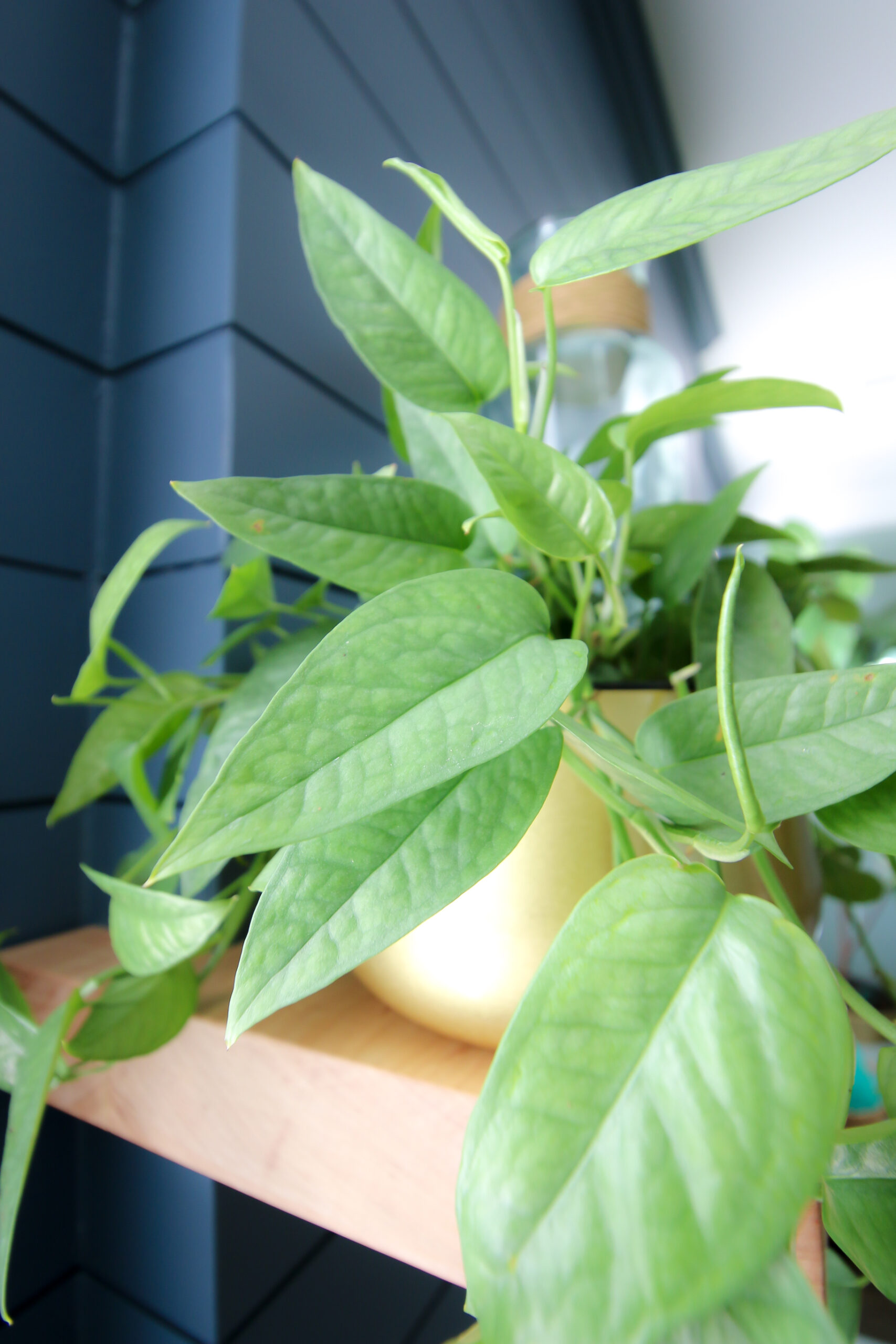 The complete Cebu Blue Pothos care guide - keep your plants alive