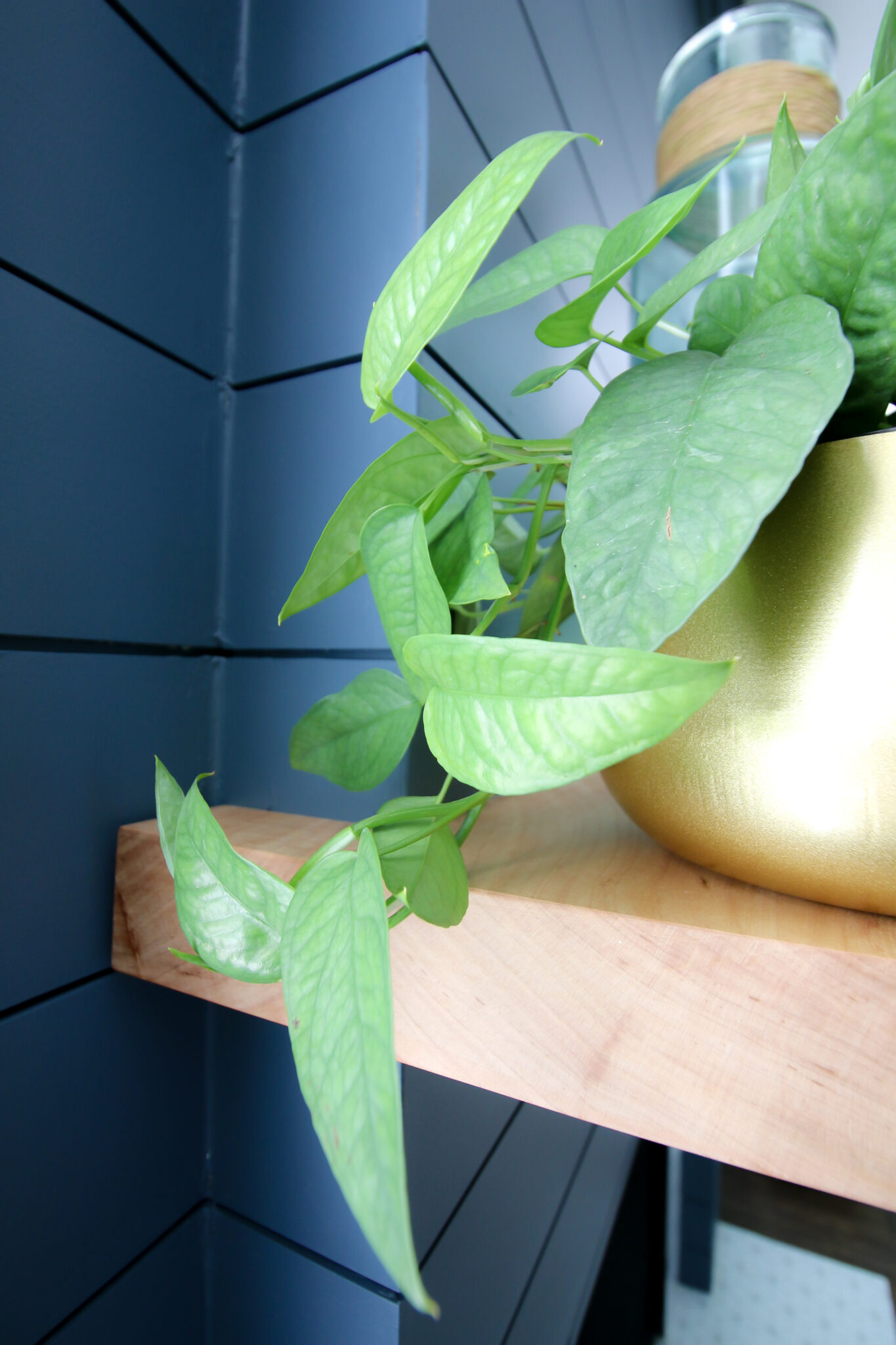 The complete Cebu Blue Pothos care guide - keep your plants alive