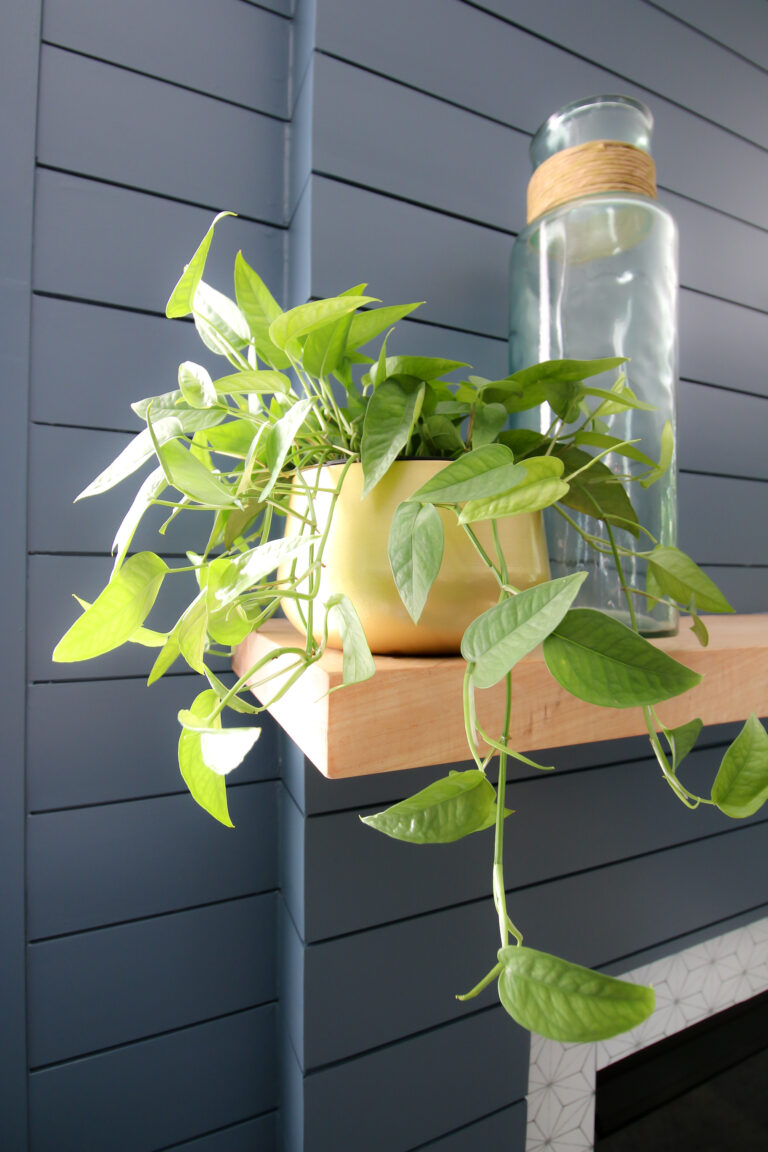 How to propagate cebu blue - keep your plants alive