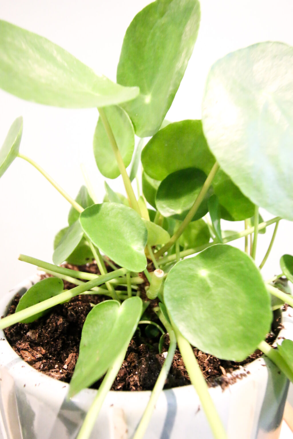 Common pilea problems and how to solve them - keep your plants alive