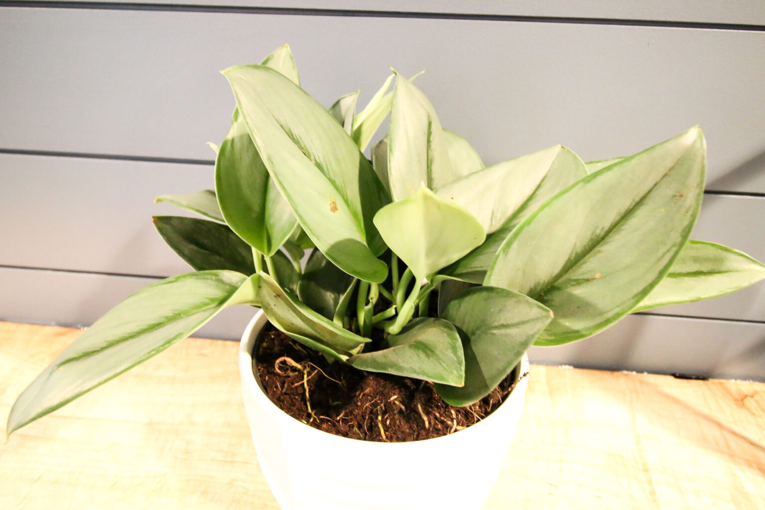 "Sterling Silver" plant Scindapsus Treubii Moonlight care guide! - keep ...