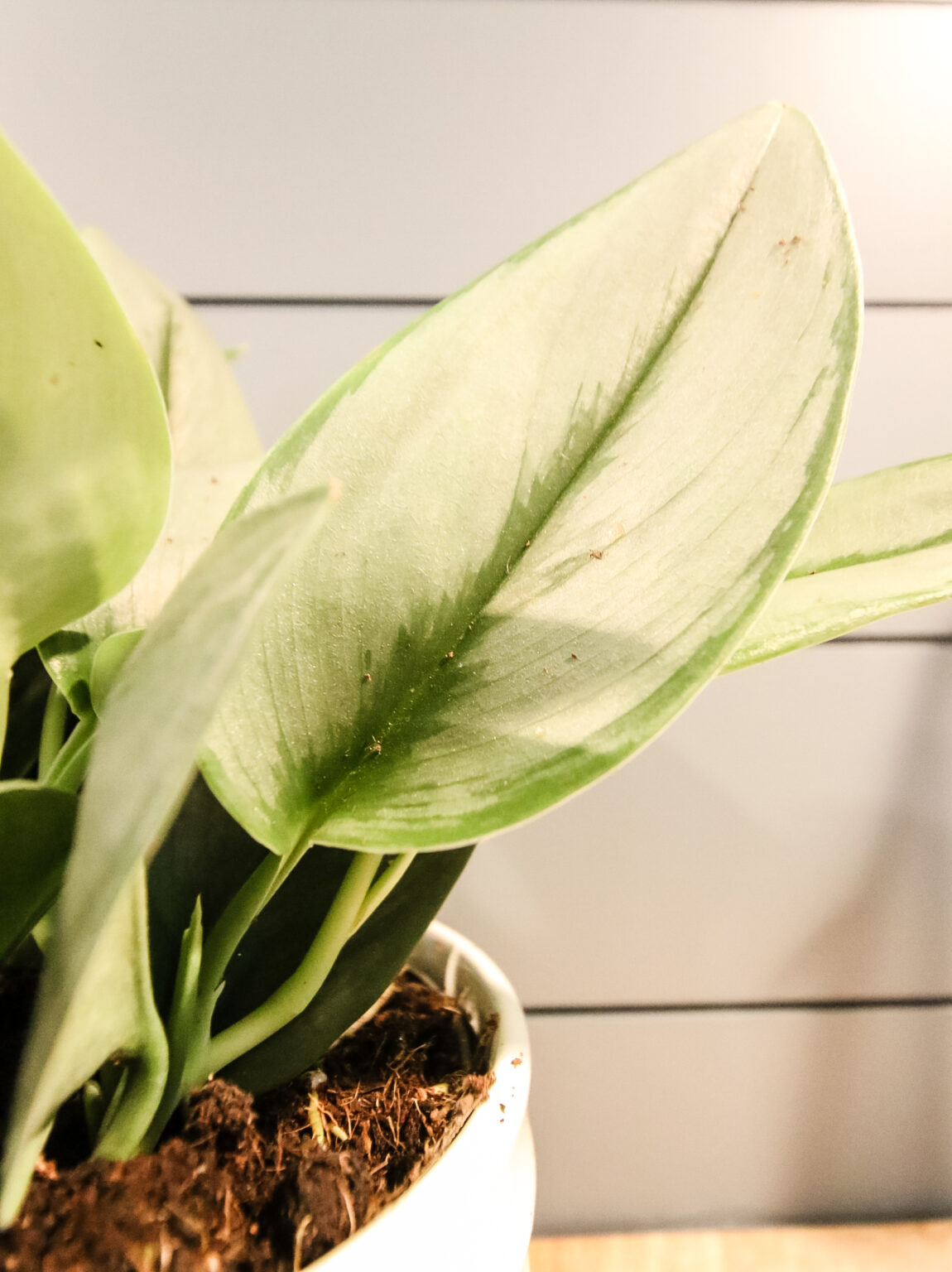 How to propagate a sterling silver plant - keep your plants alive