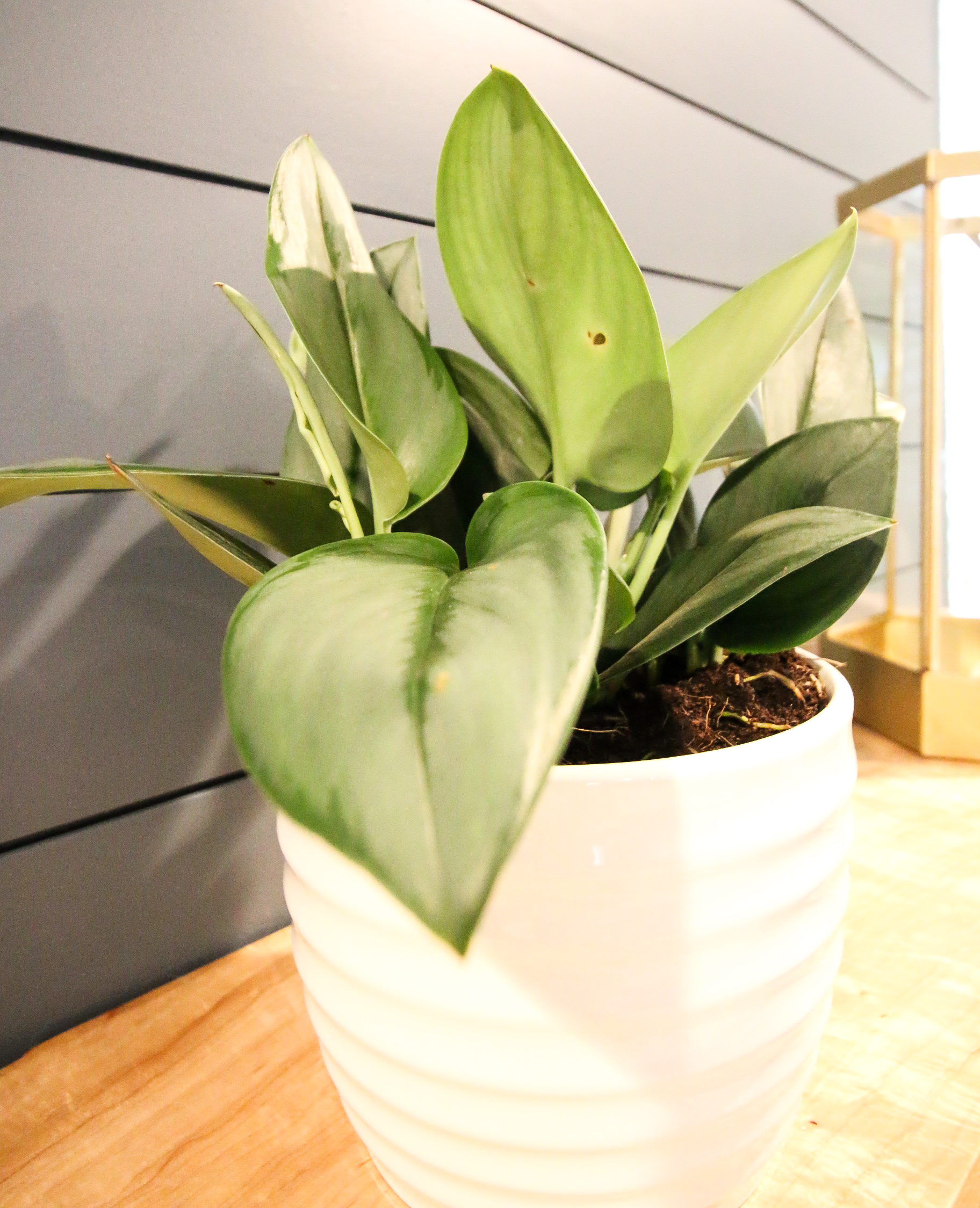 "Sterling Silver" plant Scindapsus Treubii Moonlight care guide! - keep ...