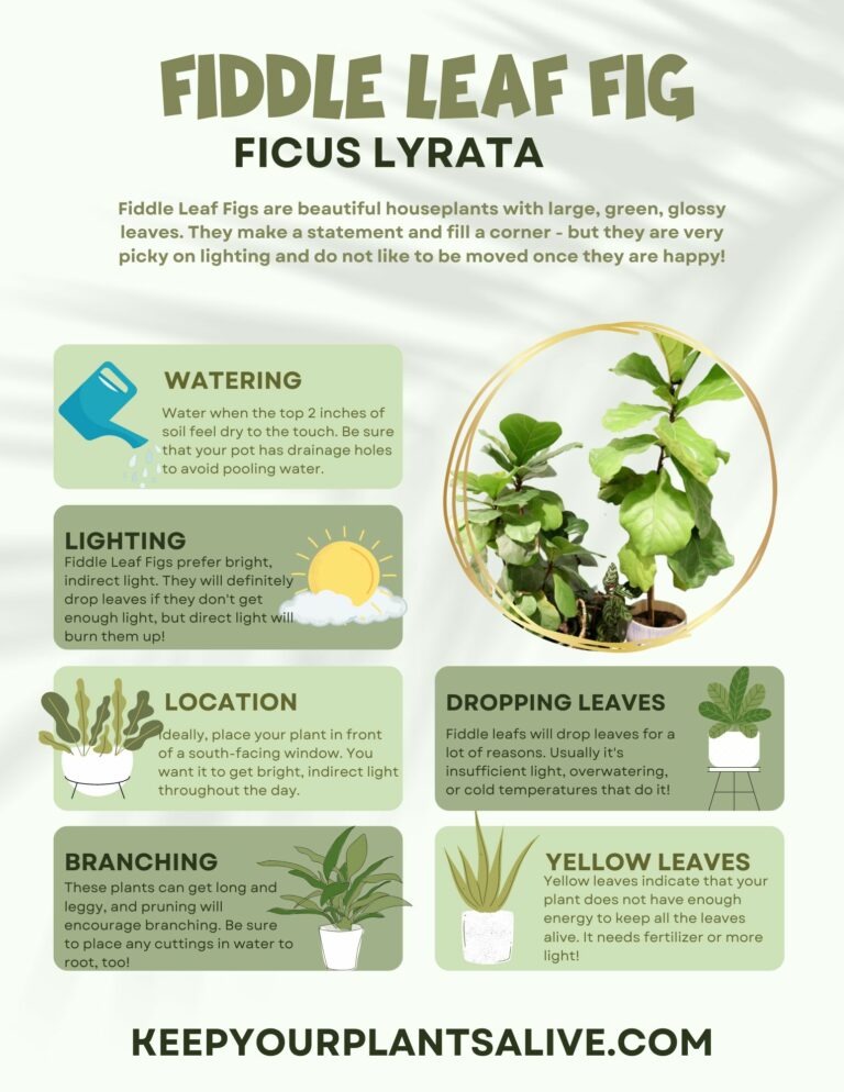 Printable Plant Care Guides - keep your plants alive