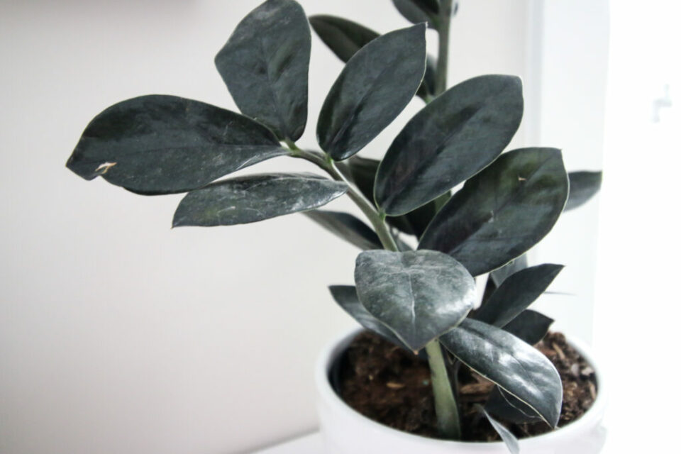 How to care for a Raven ZZ plant - keep your plants alive