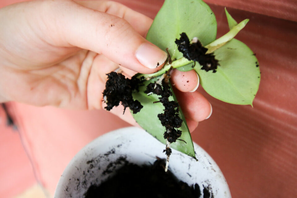 How to care for a shingle plant! - keep your plants alive