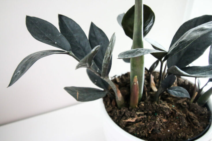 How to care for a Raven ZZ plant - keep your plants alive