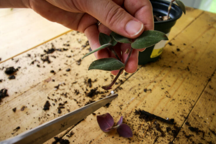 How to trim dead plant leaves - keep your plants alive