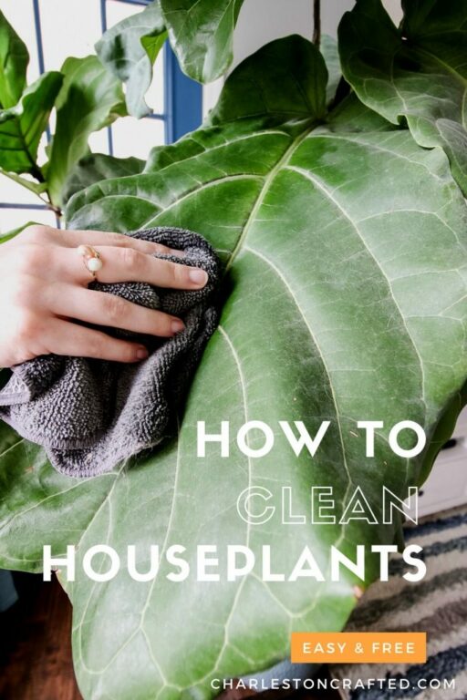 How to clean houseplant leaves - keep your plants alive
