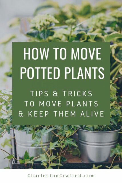 How to pack house plants for moving - keep your plants alive