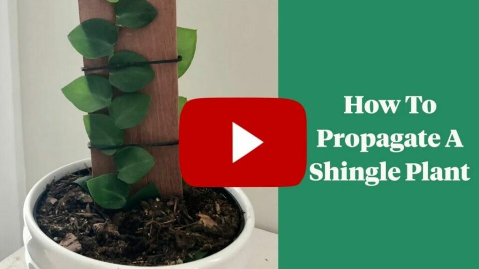 How to propagate a shingle plant - keep your plants alive
