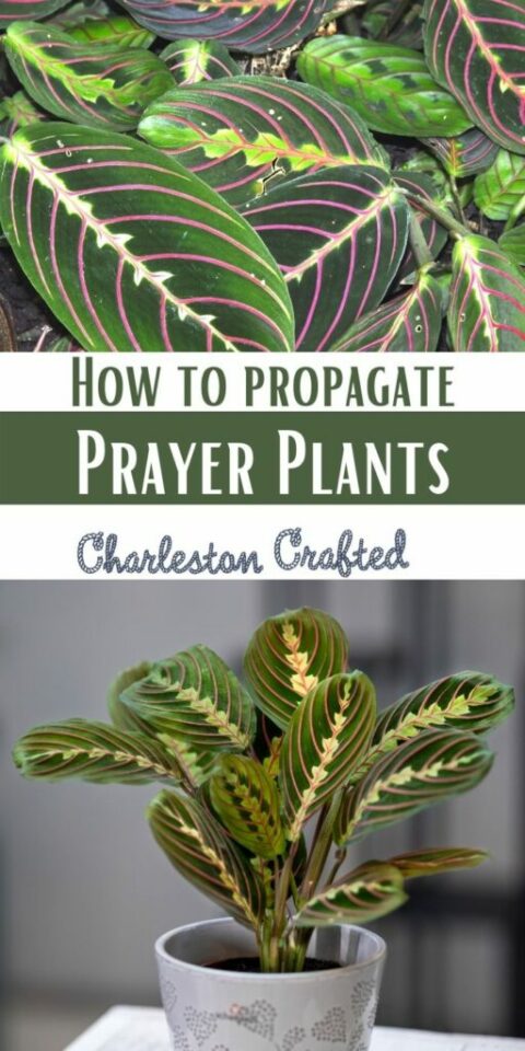 How to propagate prayer plant - Maranta Propagation - keep your plants ...