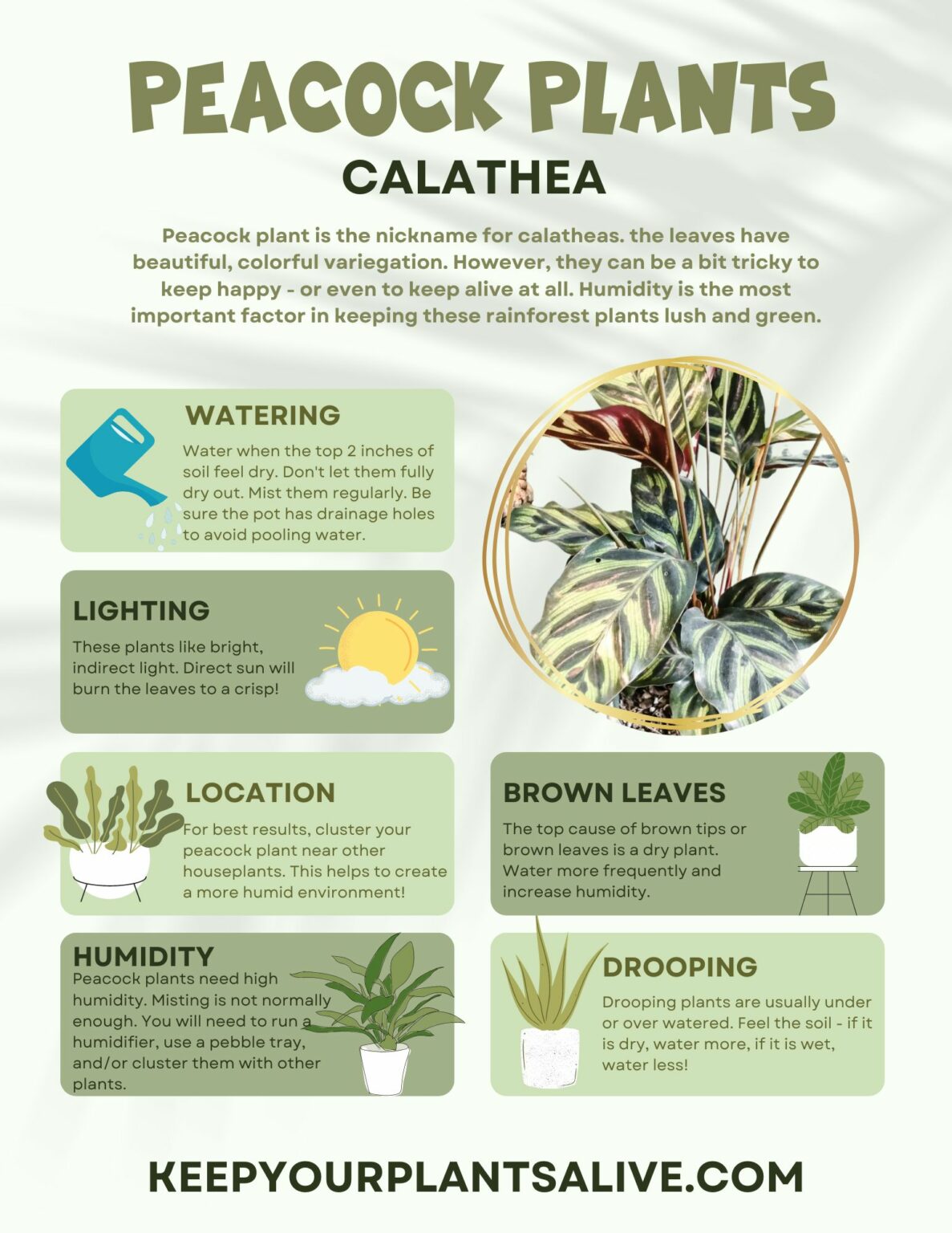 Printable Plant Care Guides - keep your plants alive