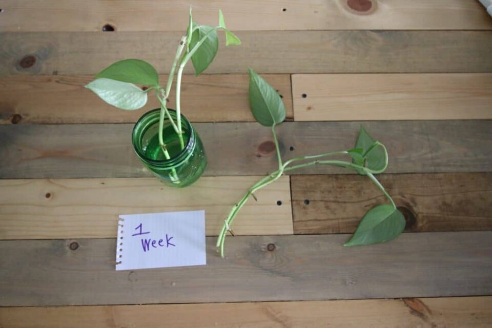 How to propagate golden pothos - keep your plants alive