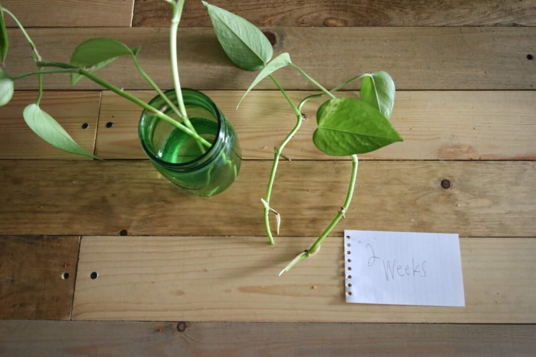 The easiest way to propagate Pothos plants from cuttings! - keep your ...