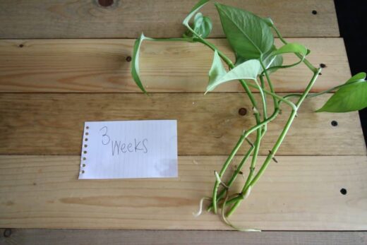 How to propagate golden pothos - keep your plants alive