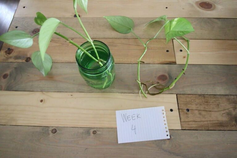 The easiest way to propagate Pothos plants from cuttings! - keep your ...