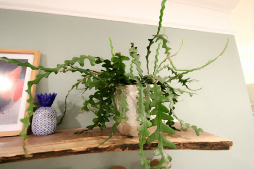 How to propagate a ric rac cactus - keep your plants alive