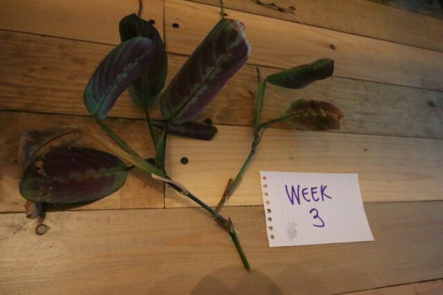 How to propagate prayer plant - Maranta Propagation - keep your plants ...