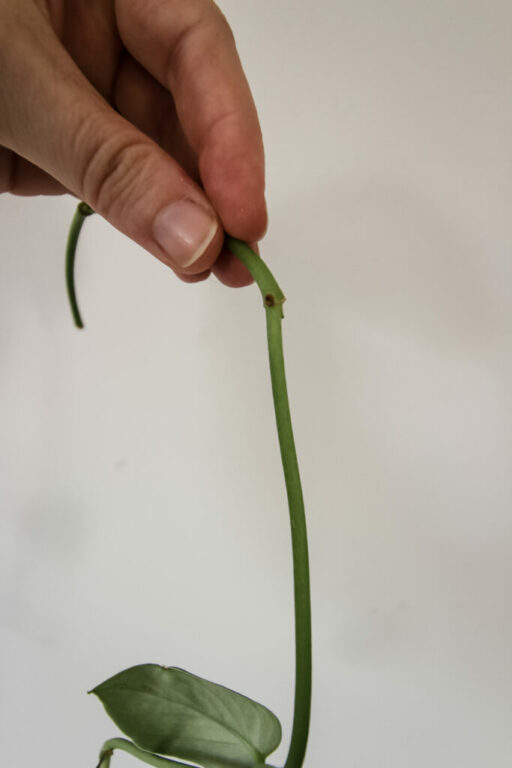 Where to cut pothos for propagation - keep your plants alive