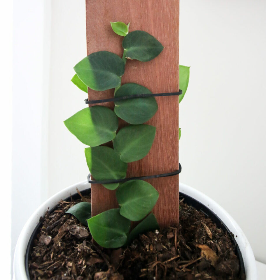 How to care for a shingle plant! - keep your plants alive