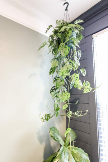 Swiss cheese plant care guide - keep your plants alive