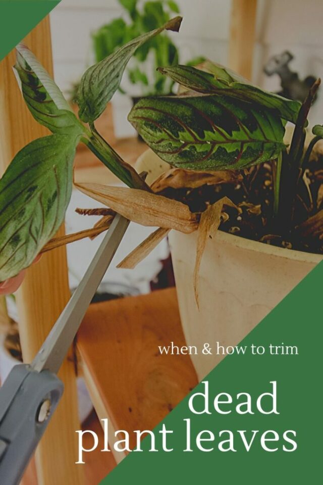How To Trim Dead Plant Leaves Keep Your Plants Alive how-to-trim-dead-plant-leaves-keep-your-plants-alive