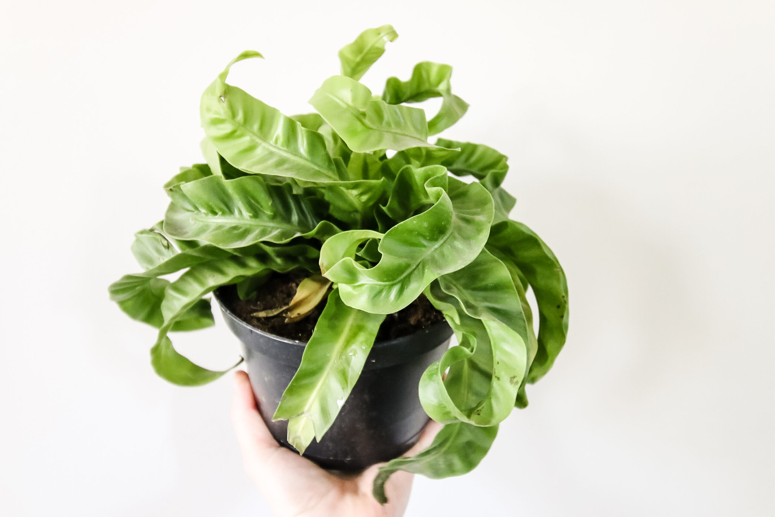 The complete Hurricane Fern care guide! - keep your plants alive