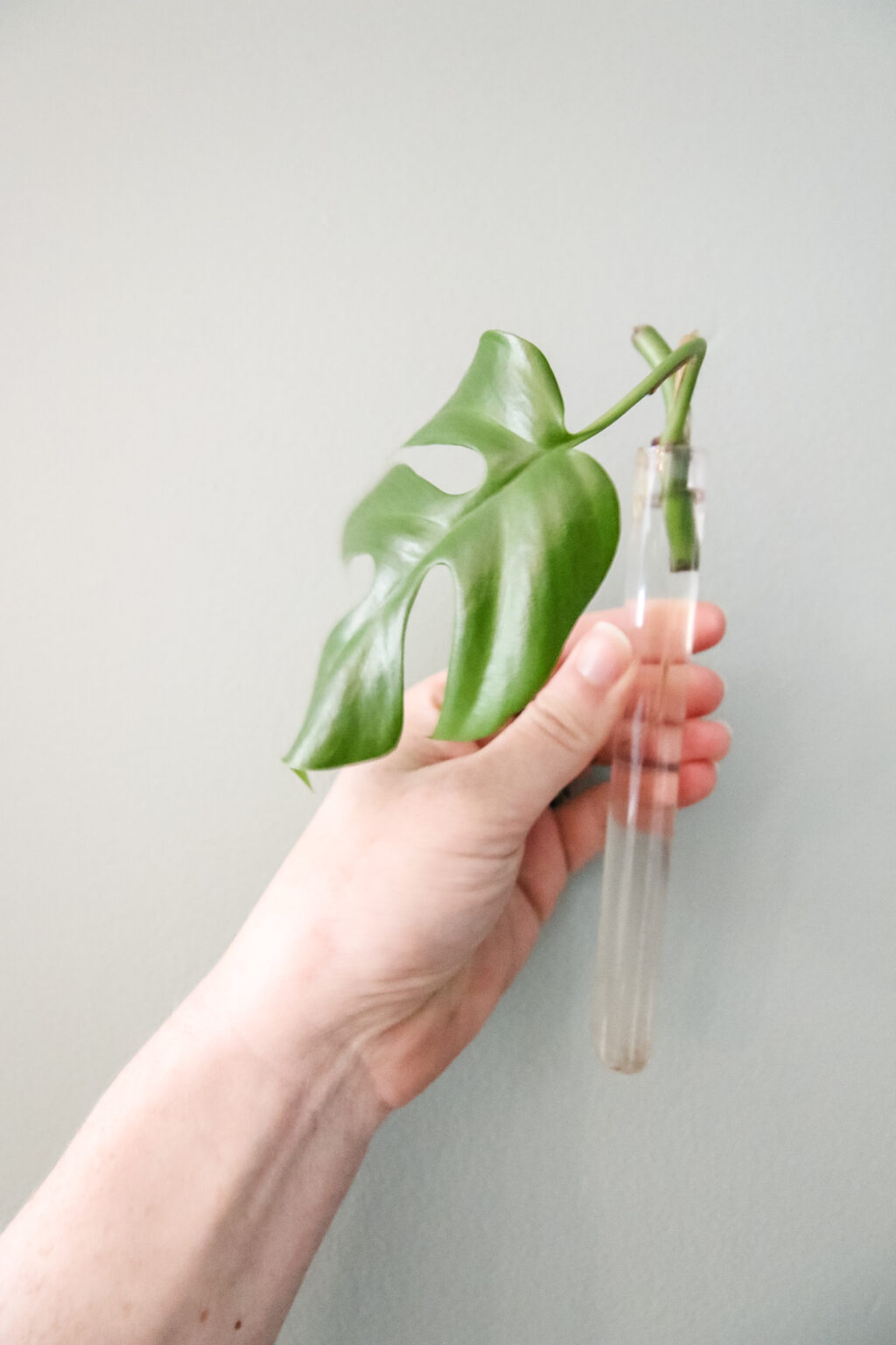 The Benefits of Using Distilled Water for Plants - keep your plants alive