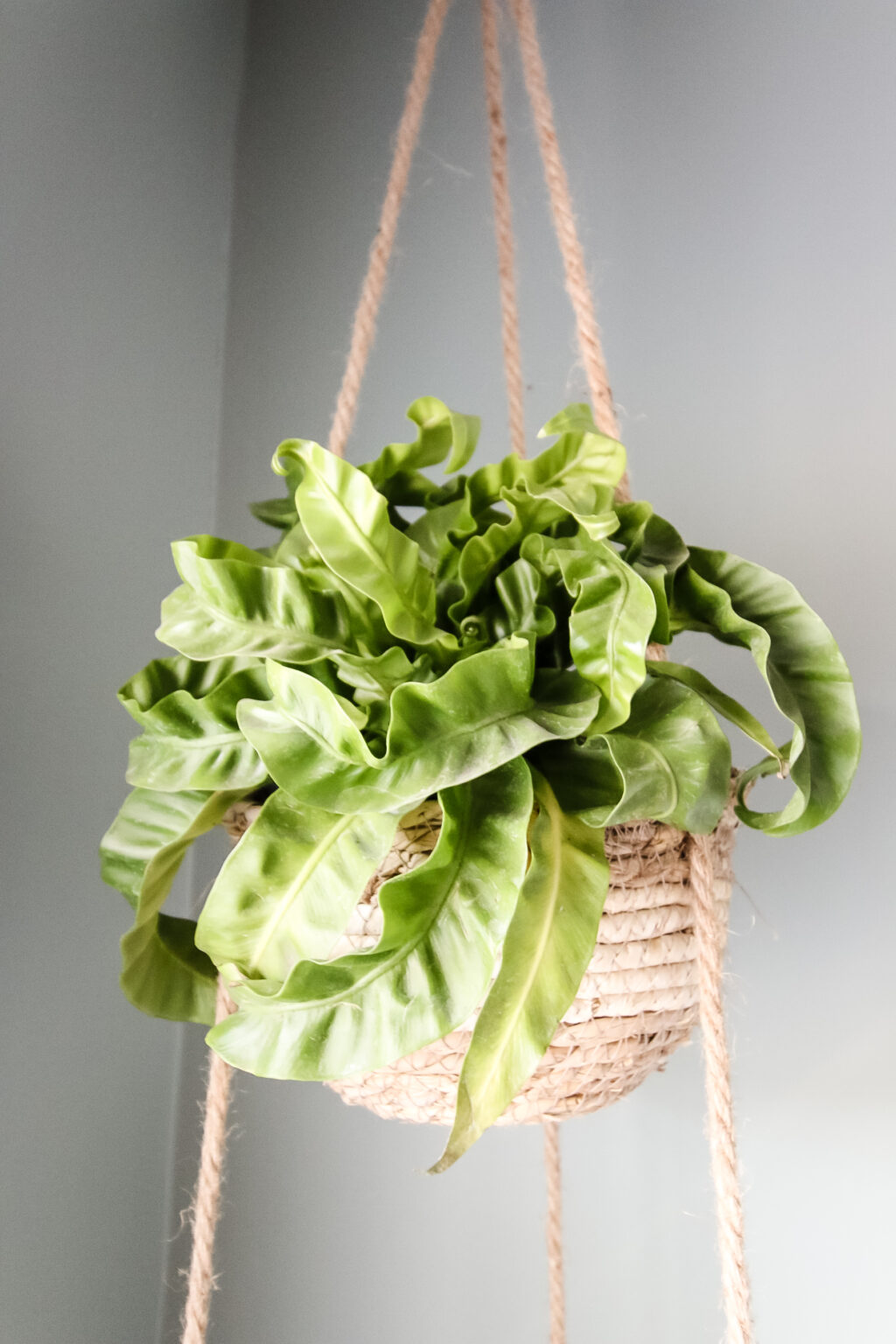 The complete Hurricane Fern care guide! - keep your plants alive