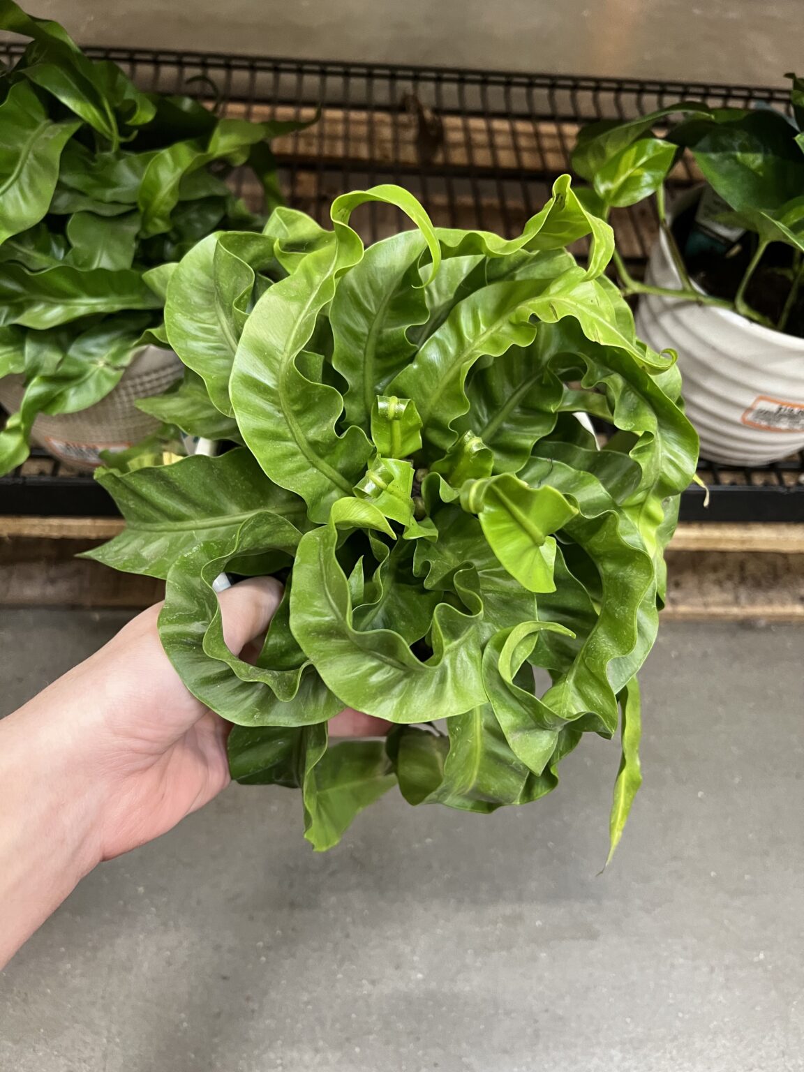 The complete Hurricane Fern care guide! - keep your plants alive