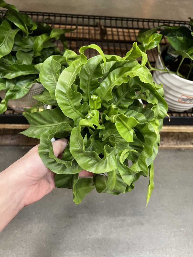 The complete Hurricane Fern care guide! - keep your plants alive