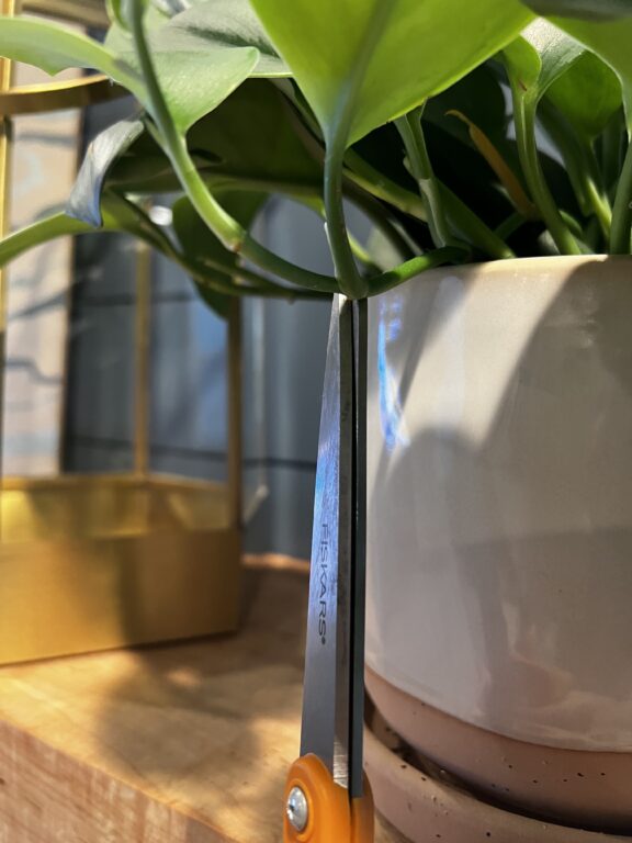 How to propagate a sterling silver plant - keep your plants alive