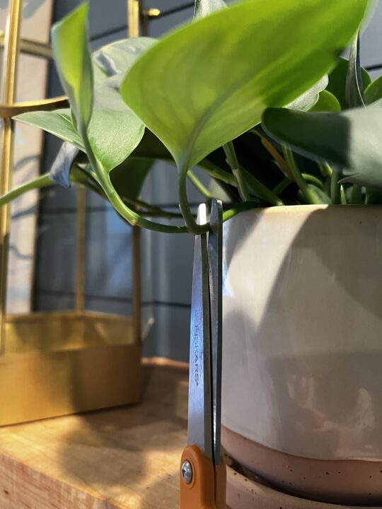Plant Propagation Troubleshooting Guide - keep your plants alive