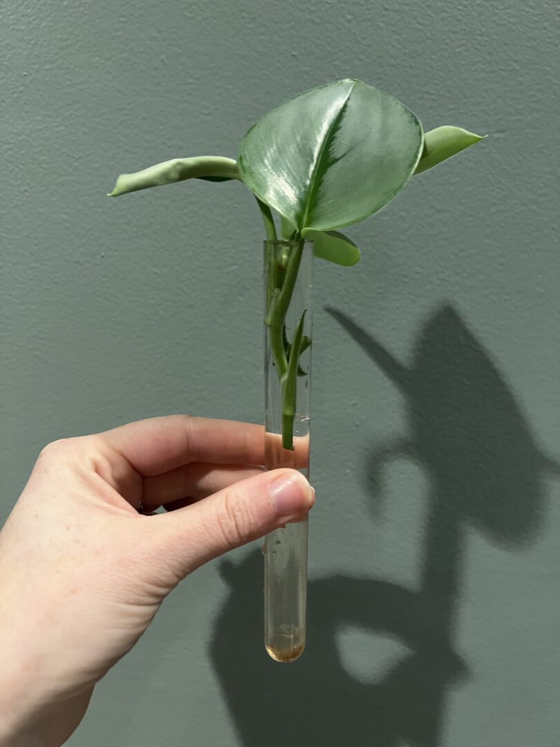 How to propagate a sterling silver plant - keep your plants alive