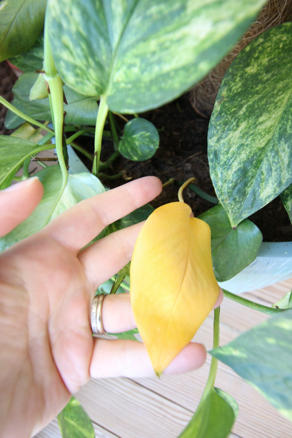 Should I mist my pothos? - keep your plants alive