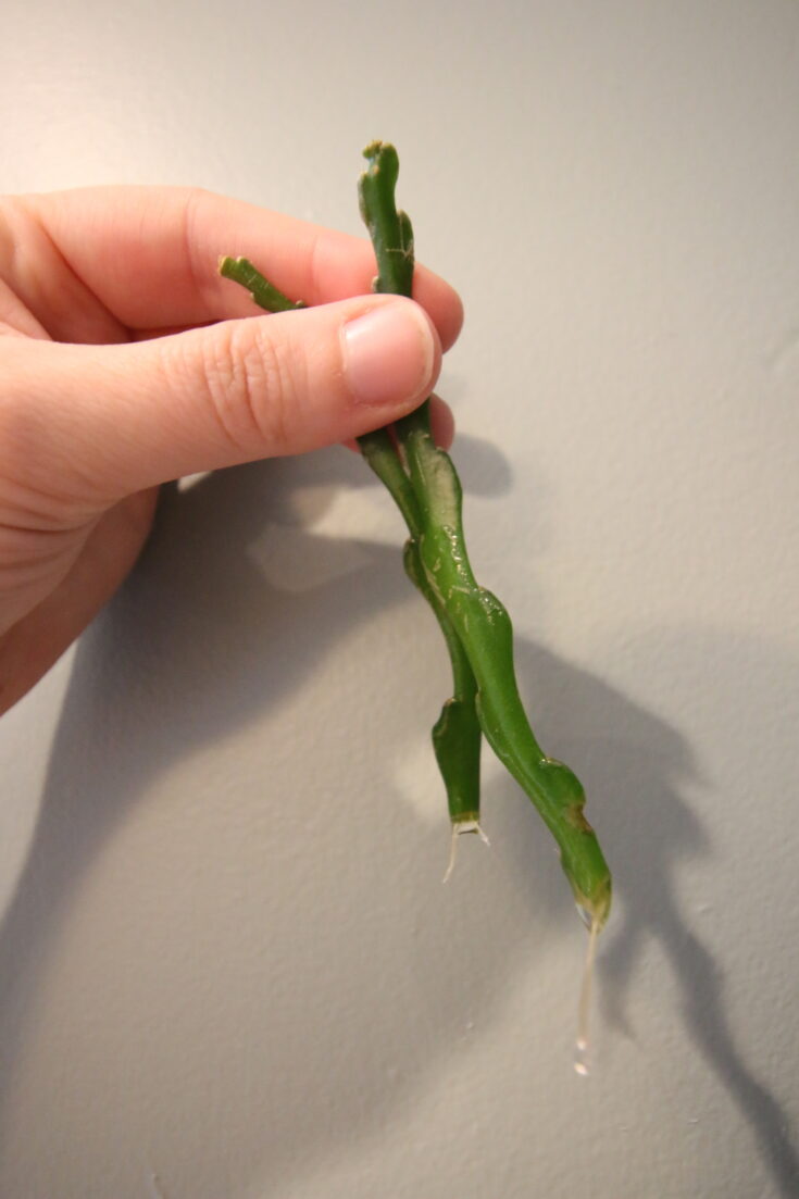 How to propagate a ric rac cactus - keep your plants alive