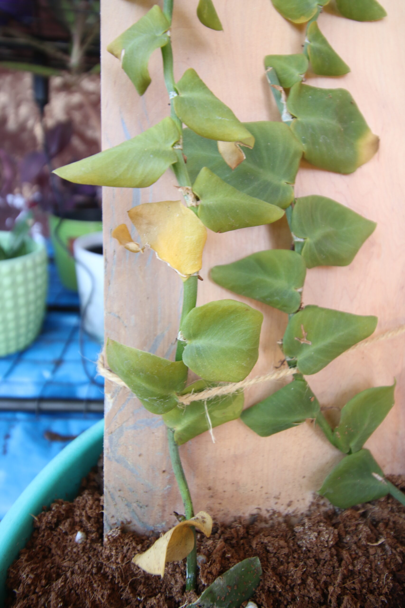 Why are the leaves on my shingle plant yellowing? - keep your plants alive