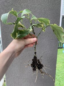 How to make cuttings root faster in water - keep your plants alive