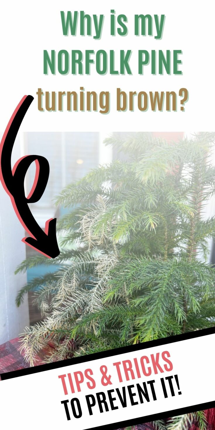 Why is my norfolk pine drying out + turning brown? - keep your plants alive