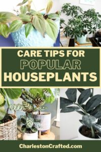 The most popular houseplants (and how to care for them) - keep your ...