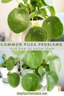 Common pilea problems and how to solve them - keep your plants alive