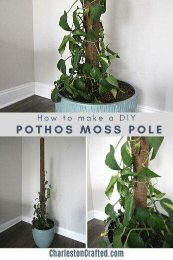 How to make a DIY pothos moss pole - keep your plants alive