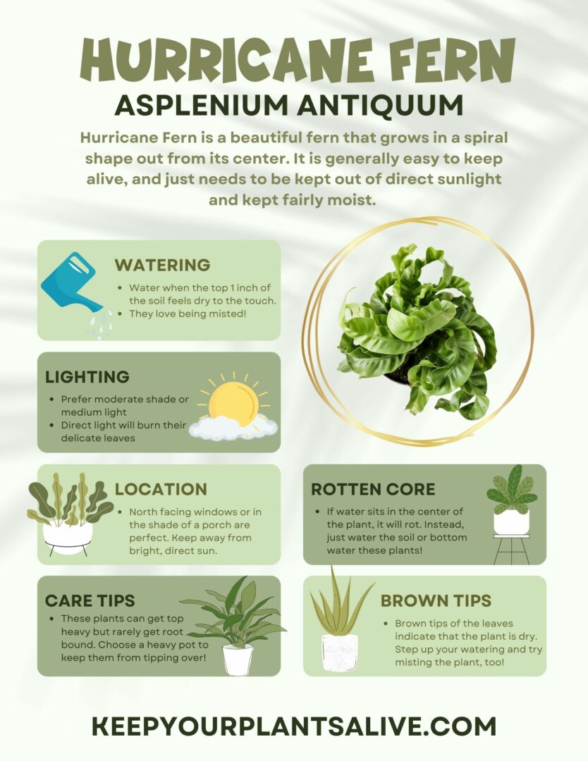 The complete Hurricane Fern care guide! - keep your plants alive