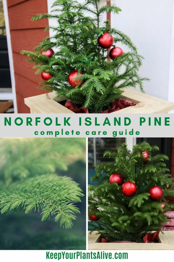 Norfolk Island Pine plant care guide - keep your plants alive