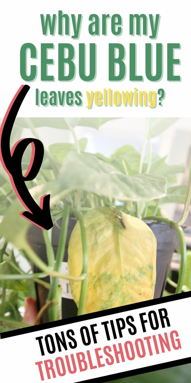 Why are my Cebu Blue leaves turning yellow? - keep your plants alive