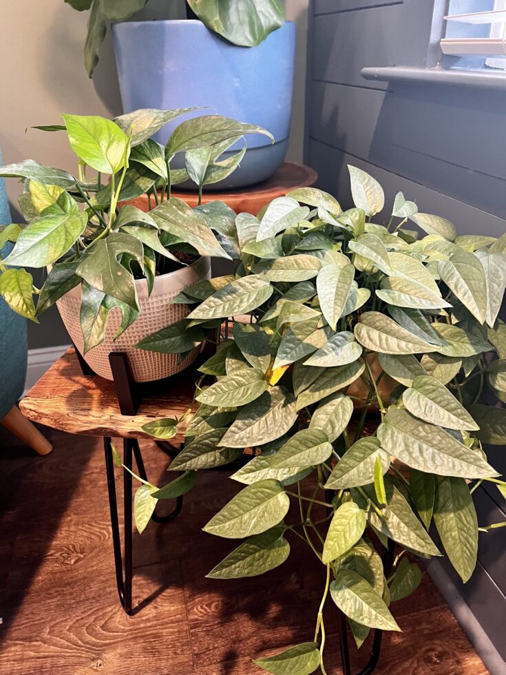The complete baltic blue pothos care guide - keep your plants alive