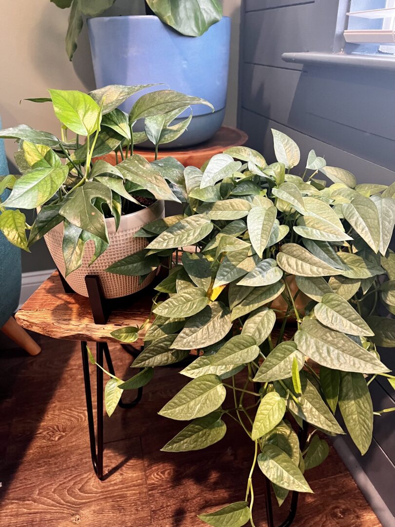 How to identify and treat common pothos pests - keep your plants alive
