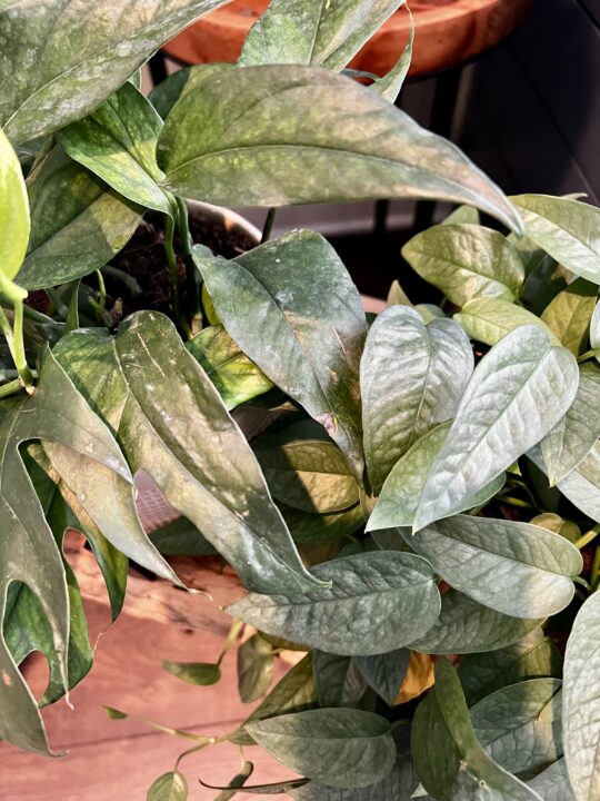 The complete Cebu Blue Pothos care guide - keep your plants alive